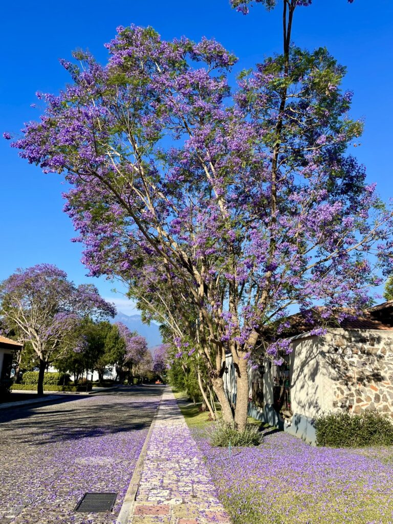 The Beautiful Story of the Jacarandas in Mexico City - Megsperience